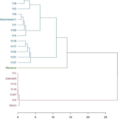 dendrogram of cluster analysis of 38 wheat leaf rust monogenic lines