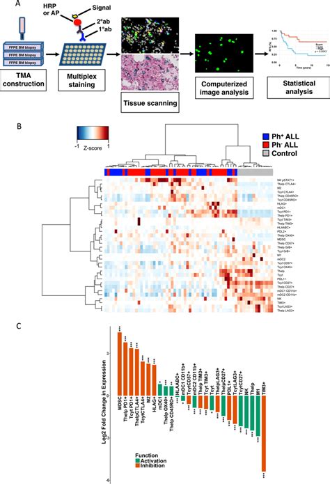 A Overview Of The Tissue Microarray Tma Analysis Pipeline Tmas Were Download Scientific