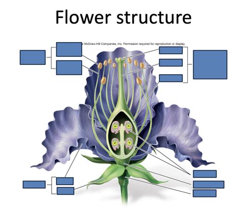 Flower Parts Diagram Quizlet