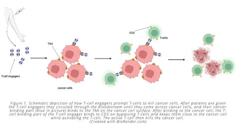 Notes From The Lab T Cell Engagers The Next Stage In Cancer Immunotherapy Aim At Melanoma
