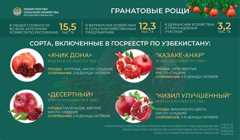 Урожай граната в Узбекистане в 2022 году будет на 25 тысяч тонн выше прошлогоднего