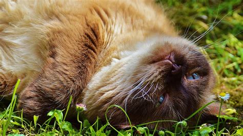 Сиамский кот кайфует на лужайке · 2560x1440 Qhd And Wqhd 169
