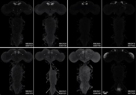 New Genetic Tools For Mushroom Body Output Neurons In Drosophila Pmc