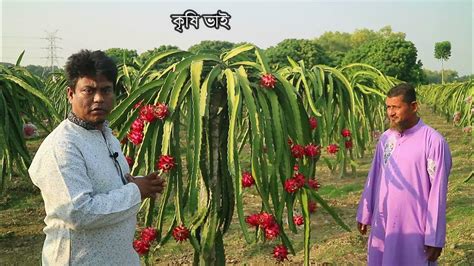 অসময়ে বাগানজুড়ে ড্রাগন। শীতের শুরুতেও অবিশ্বাস্য ফলন। কৃষি ভাই। Youtube