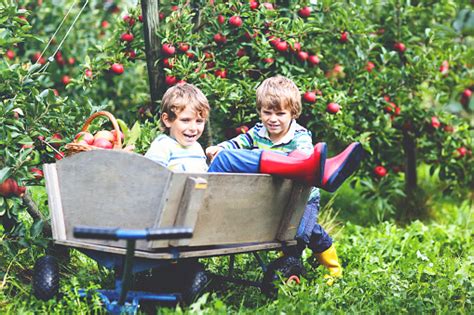유기농 농장에서 붉은 사과를 따기와 먹는 사랑스러운 행복한 어린 아이들 두 소년 야외 재미있는 작은 유치원 어린이 형제 자매 쌍둥이와 가장 친한 친구가 수확을 돕는 재미 2