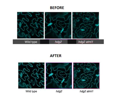 Figures Formatting Editorial Core