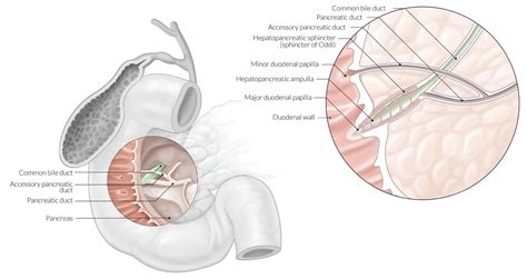 Pancreas Anatomy Uncinate