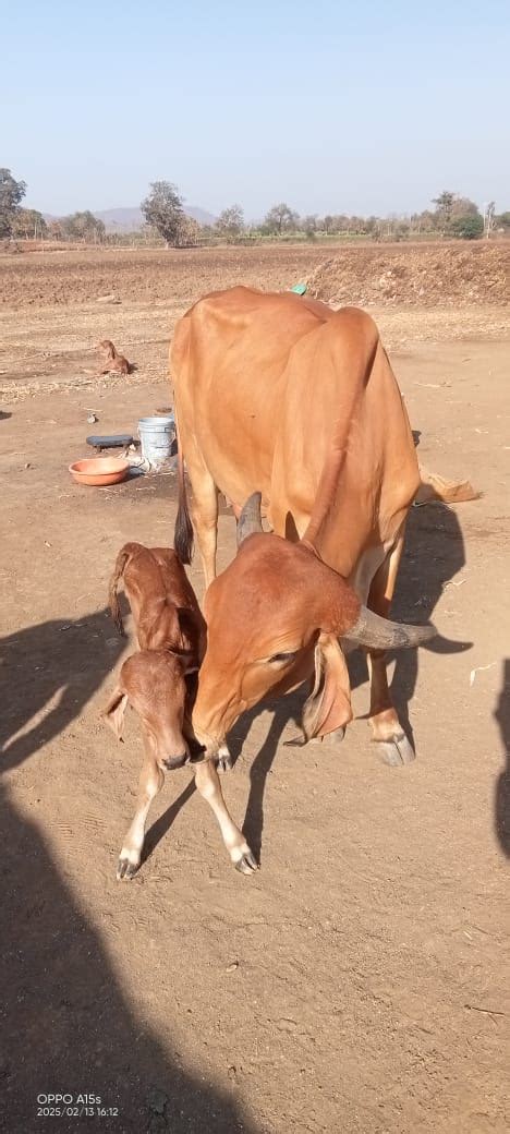 Gaw Dan 2025 Luna Charity Top Charity Crowdfunding Platform In India