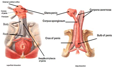 Lecture 6 And 7 Abdomen Anatomy Lecture Flashcards Quizlet
