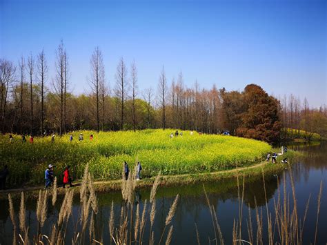 2023世博后滩湿地公园游玩攻略 世博后滩湿地公园的四季有 去哪儿攻略