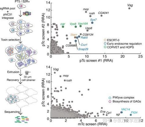 Nature：利用昆虫细胞全基因组crispr筛选，揭示杀虫毒素受体 知乎