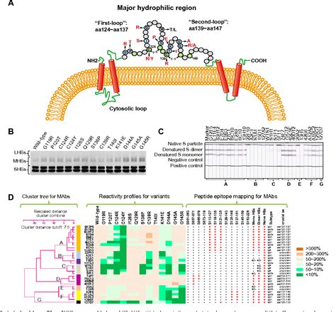 Table 1 From Influence Of Mutations In Hepatitis B Virus Surface