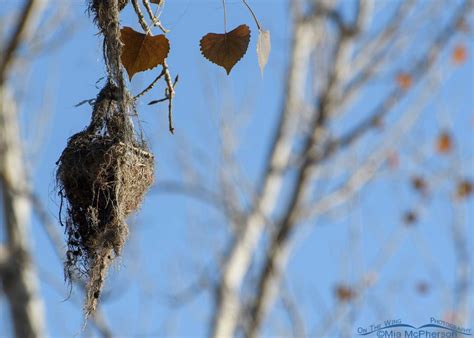 Hanging Bird Nest In Tree