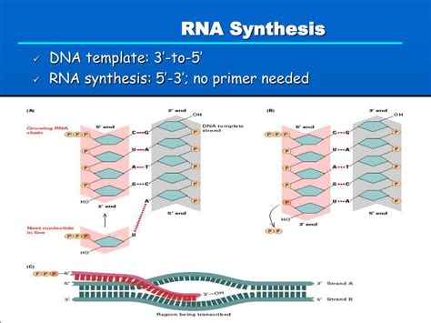The Template For Rna Synthesis