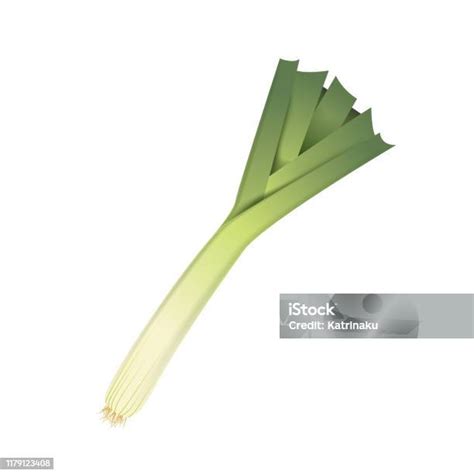 신선한 부추 잎 3d 현실적인 벡터 양파 잎 건강한 향기 흰색 배경에 격리 허브와 향신료 부엌 세트입니다 벡터 일러스트레이션 리크에 대한 스톡 벡터 아트 및 기타 이미지