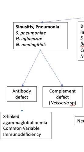 Immunodeficiency Algorithm And Immunodiagnostics Flashcards Quizlet