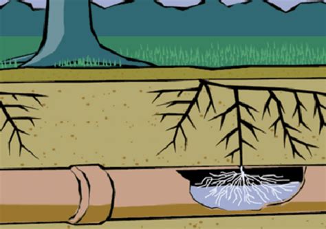 Sycamore Tree Roots Tips For Care And Maintenance