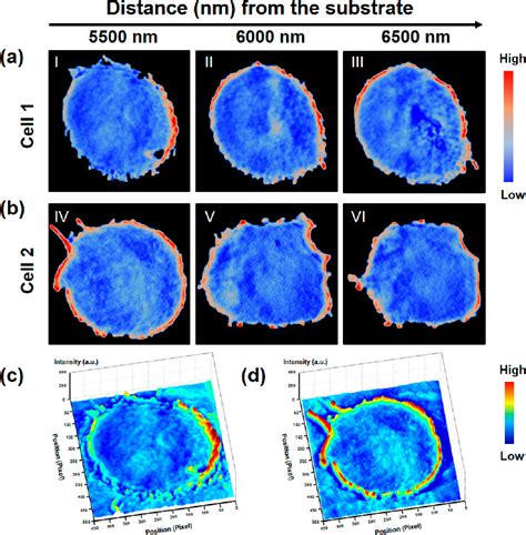陈春英 王亚玲研究员anal Chem 封面：基于多功能纳米探针的硬x射线完整单细胞her2蛋白三维成像及原位分析 X Mol资讯