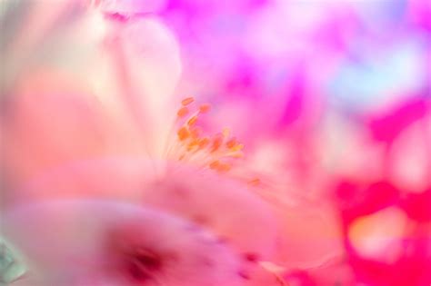 네온 컬러 신선한 창백한 투명 재스민 꽃 매크로 클로즈업 밝은 이색 홀로그램 호일 배경입니다 멀티 컬러 트렌디 한 배경 공간을 복사합니다 부드러운 초점 블러레드 라이트 왜곡