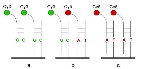 A Schematic Outline Of Snp Genotyping Approach Using Dual Color Download Scientific Diagram