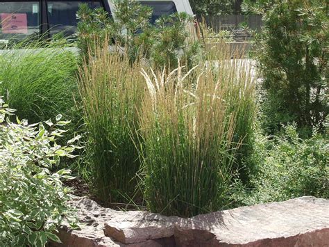 Feather Reed Grass Overdam