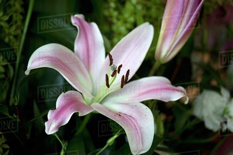 Flower Blooming Easter Lily Lilium Longiflorum Stock Photo Dissolve
