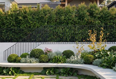 Screening Trees Evergreen Trees Direct