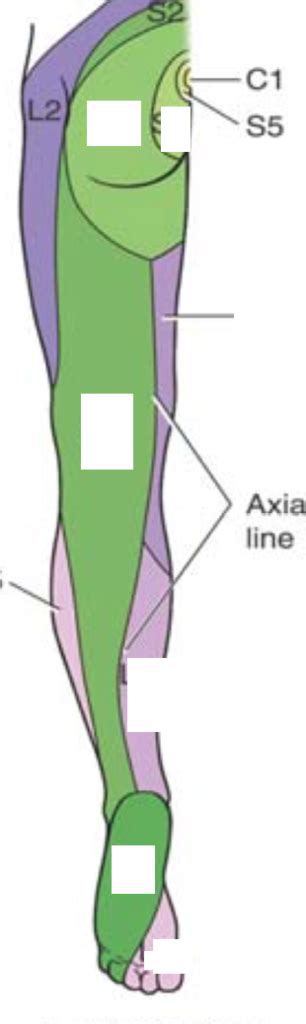 Dermatomes Posterior Leg Diagram Quizlet