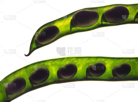 利马豆水平画幅透明无人幻灯片蔬菜食品摄影