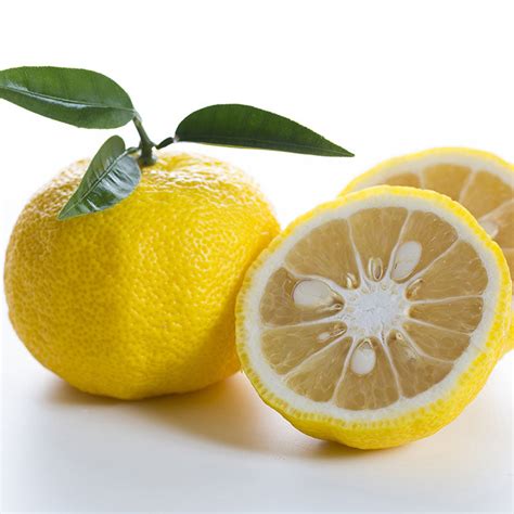 Hardy Yuzu Tree | Flaying Dragon | The Wasabi Company