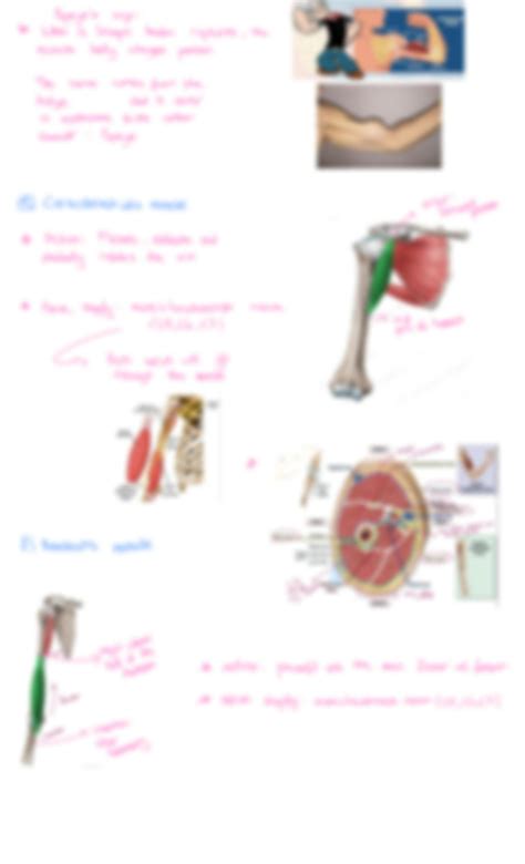 SOLUTION Nursing Anatomy Muscles Of Anterior Arm Summary Studypool
