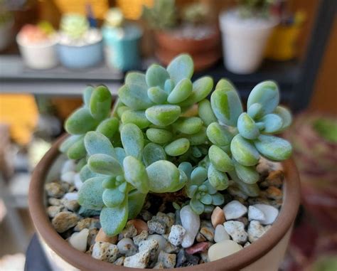 🌡 What Is A Good Temperature Range For My Sedum Clavatum