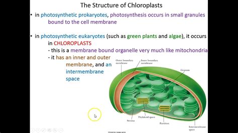 Lecture 19A Introduction To The Light Reactions YouTube