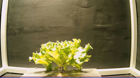 Python Opencv Image Capture From Web Cam Has Weird Greenblack Color But Camera Preview Shows