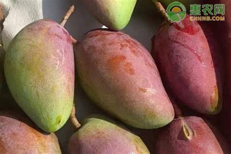 芒果上市时间和品种 惠农网