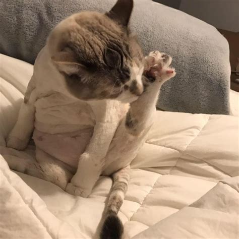 Fat Fat Hello Kitty Kat