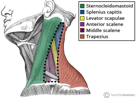 Spine Spinal Cord Thorax Flashcards Quizlet
