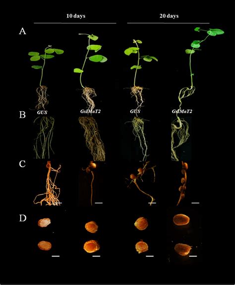 Effect Of Gsimat2 Gene Overexpression On Soybean Root Nodulation Roots Download Scientific