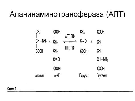 Общие пути обмена аминокислот - online presentation
