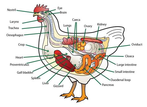 Basic Chicken Anatomy 101 Happy Morning Farm