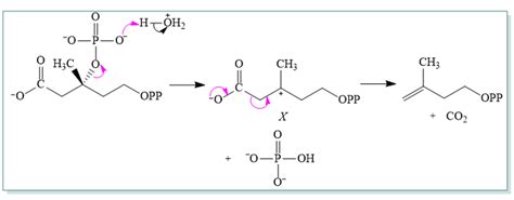 Isopentenyl Pyrophosphate The Starting Material For Isopren Quizlet