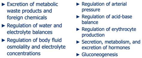 Renal Lecture 1 Pt 1 Renal Physiology Flashcards Quizlet