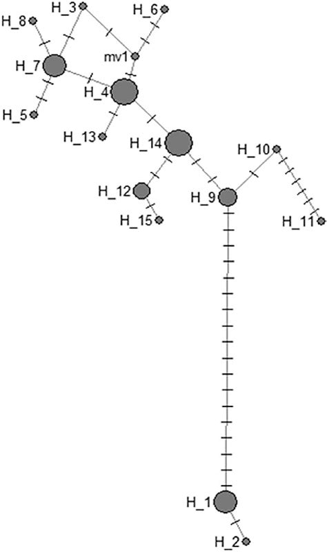 Median Joining Networks Of Mtdna Coi Haplotypes Of C Striata Of