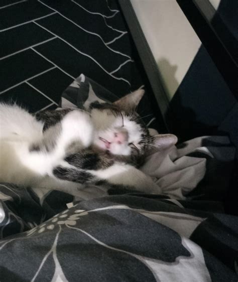 A Tiny Blep Scrolller