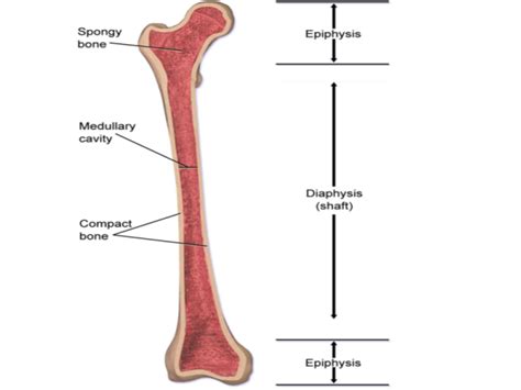 Solution Anatomy Of Bones Classification Of Bones On The Basis Of Shape Types Of Bone Cells