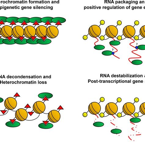 Schematic Representation Of A Tentative Model That Offers An Download Scientific Diagram
