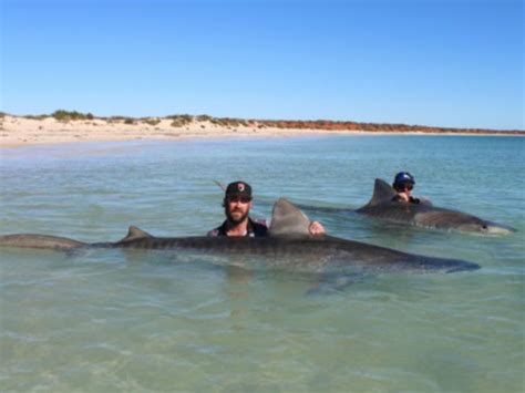 Esperance Anglers Catch Massive Tiger Sharks Near Carnarvon Perthnow