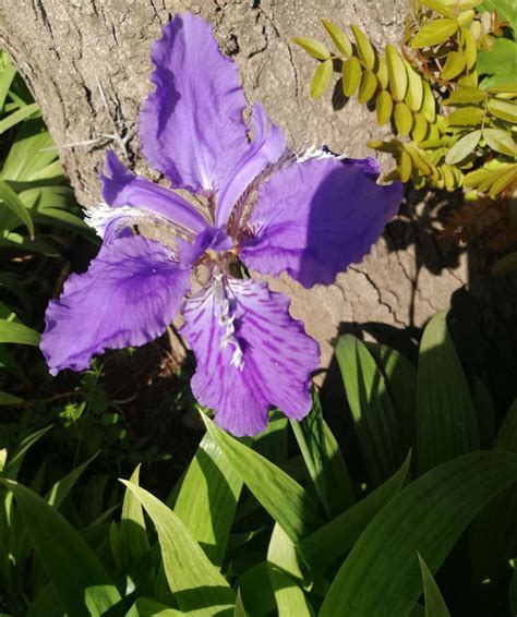 鸢尾花的花语和象征 花百科