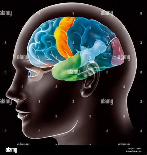 Cortex Sensoriel Banque D Image Et Photos Alamy