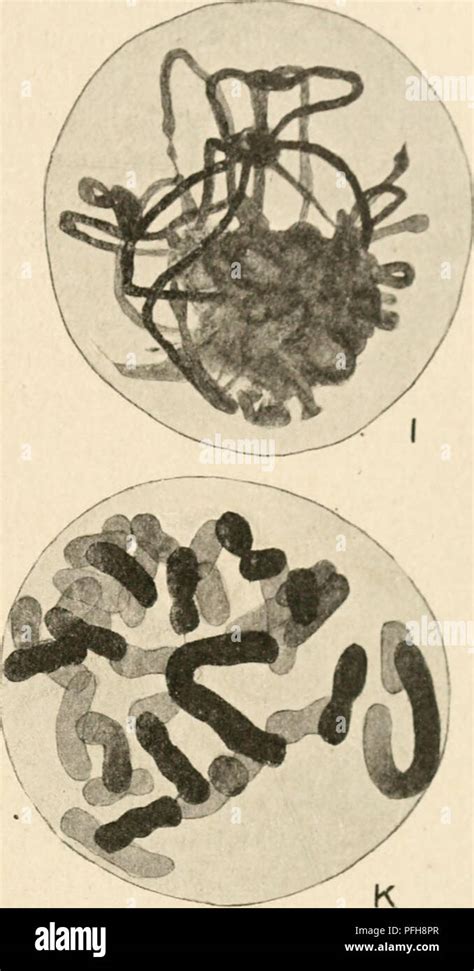 This Work By Wilfred Eade Agar Discusses The Cytology Of Metazoan